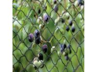China HDPE Anti Bird Netting for Fruit Trees 15mm Mesh Size UV Protected 50m Roll for sale