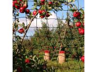 China HDPE Anti Bird Netting for Fruit Trees 15mm Mesh Size UV Protected 50m Roll for sale