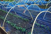 China HDPE Anti Bird Netting for Fruit Trees 15mm Mesh Size UV Protected 50m Roll for sale