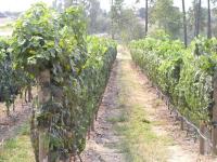 China HDPE Anti Bird Netting for Fruit Trees 15mm Mesh Size UV Protected 50m Roll for sale