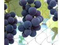 China Vineyard Bird Netting, Bird Netting to Protect Grapes for sale