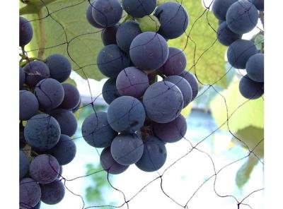 China Vineyard Bird Netting, Bird Netting to Protect Grapes for sale