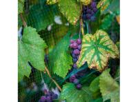 China Vineyard Bird Netting, Bird Netting to Protect Grapes for sale