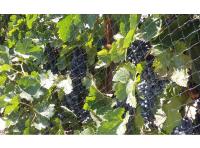 China Vineyard Bird Netting, Bird Netting to Protect Grapes for sale