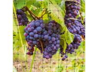 China Vineyard Bird Netting, Bird Netting to Protect Grapes for sale