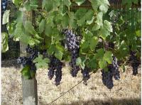 China Vineyard Bird Netting, Bird Netting to Protect Grapes for sale