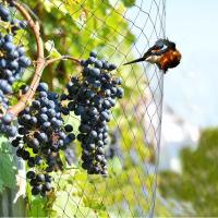 China Plastic Anti-Bird Netting for Strawberry for sale