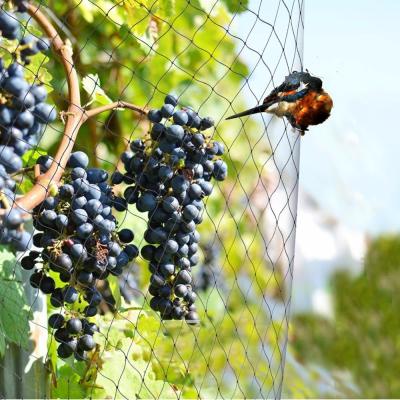 China Plastic Anti-Bird Netting for Strawberry for sale