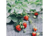 China Plastic Anti-Bird Netting for Strawberry for sale