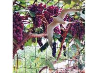 China Bird & Aviary Netting for Plants & Gardens for sale