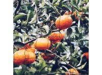 China Bird & Aviary Netting for Plants & Gardens for sale