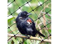 China Bird & Aviary Netting for Plants & Gardens for sale