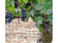 China Bird & Aviary Netting for Plants & Gardens for sale