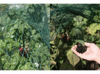 China Anti Bird Netting for Gardens for sale
