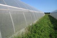 China HDPE Insect Barrier Netting 50x25 Mesh UV Protected 1m-5m Width for Garden Greenhouse for sale