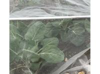 China Insect-Proof Net, Crops Protection Net Against Insects And Pests for sale