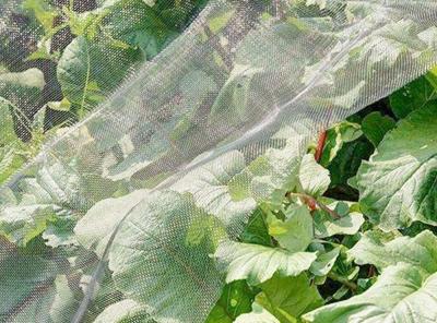 China Insect-Proof Net, Crops Protection Net Against Insects And Pests for sale