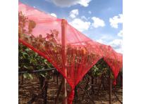 China Woven Anti-Hail Nets to Protect Plants for sale
