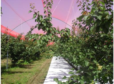 China Woven Anti-Hail Nets to Protect Plants for sale