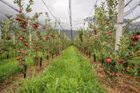 China Apple Orchard Anti-Hail Net,Woven Nets to Protect Plants for sale