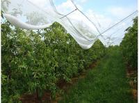China Anti-Hail Net, Woven Nets to Protect Plants for sale