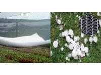China Anti-Hail Net, Woven Nets to Protect Plants for sale