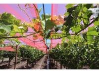 China Anti-Hail Net, Woven Nets to Protect Plants for sale