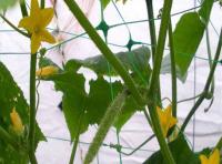 China PP UV Stabilized Plant Vine Climbing Trellis Netting 100x100mm 1.5m Width for sale