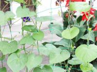 China PP UV Stabilized Plant Vine Climbing Trellis Netting 100x100mm 1.5m Width for sale