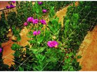 China PP UV Stabilized Plant Vine Climbing Trellis Netting 100x100mm 1.5m Width for sale