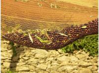 China Olive Harvest Net HDPE UV Protected 85-100g/m2 3x6m to 6x12m for sale