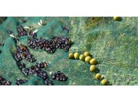 China UV Stabilized HDPE Olive Harvest Net 85-100g/m² for Fruit Collection for sale