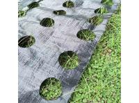 China Weed Control Fabric With Planting Holes for sale