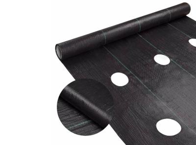 China Weed Control Fabric With Planting Holes for sale