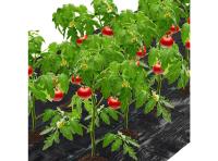 China Weed Control Fabric With Planting Holes for sale