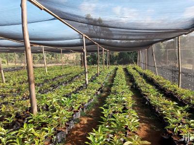 China HDPE UV Treated Greenhouse Shade Net 2m 4m Width 50m 100m Roll for sale