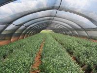 China Green HDPE Shade Net 75% UV Stabilized 3x50m 190gsm for Greenhouse Poultry for sale