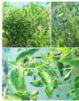 China HDPE Anti Bird Netting 15mm Mesh 100m Roll UV Stabilized Fruit Tree Protection for sale
