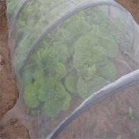 China HDPE Anti Insect Net 40 50 Mesh 45g 60g 70g Agricultural Insect Protection Netting for sale