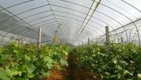 China 100% HDPE Agricultural Insect Proof Net 20x10 Mesh Anti Aphid Net for Greenhouse 4m Width for sale