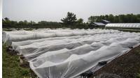 China HDPE Anti Insect Net 40x25 Mesh 110gsm UV Stabilized Greenhouse Insect Protection Netting for sale