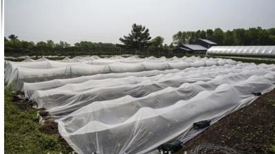 China #2021 new material UV  anti Insect Net for sale
