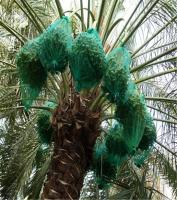 China HDPE Date Palm Bag 80x100cm with UV Protection Two Sides Open Drawstring for sale