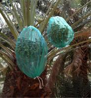 China HDPE Date Palm Mesh Bag with Drawstring 80x100cm UV Protected for sale