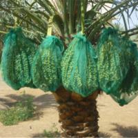 China DATE PALM BAG 80 X 100 CM to middle east for sale