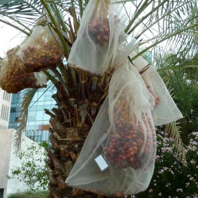 China HDPE Date Palm Bags 80x100cm with UV Protection for Agricultural Fruit Growing for sale