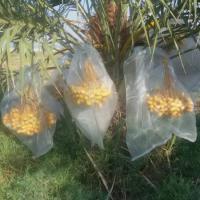 China HDPE Date Palm Bags 80x100cm with UV Protection for Agricultural Fruit Growing for sale