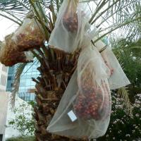 China HDPE Date Palm Bags 80x100cm with UV Protection for Agricultural Fruit Growing for sale
