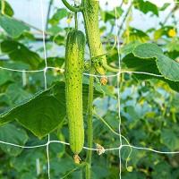China Trellis Netting Plant Support Net Lattice Panel for sale