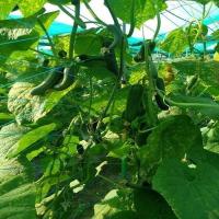 China Trellis Netting Plant Support Net Lattice Panel for sale